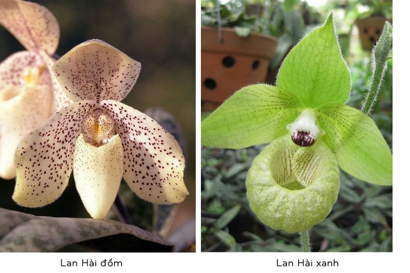 5 bước trồng lan hài hiệu quả giúp cây bén rễ nhanh, ra hoa chuẩn Tết ...